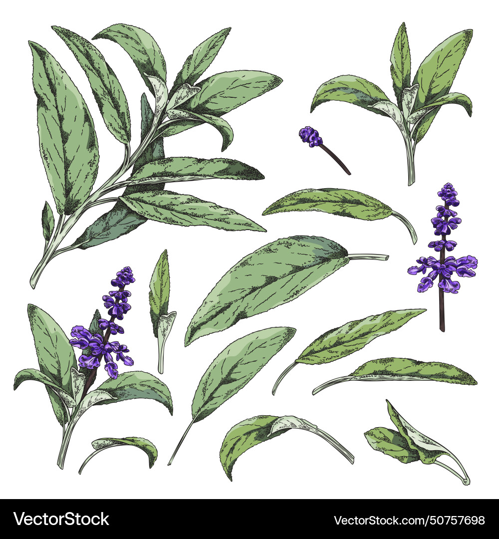 Sage leaves hand drawn color sketch Royalty Free Vector