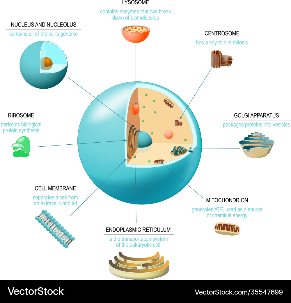 Cell anatomy Royalty Free Vector Image - VectorStock