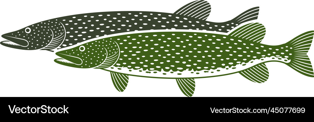 Pike Royalty Free Vector Image - VectorStock