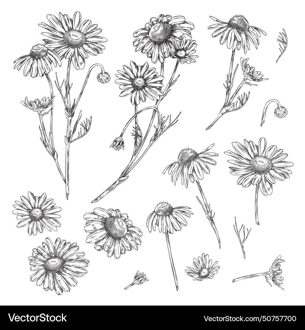 Hand drawn chamomile flower sketches collection Vector Image
