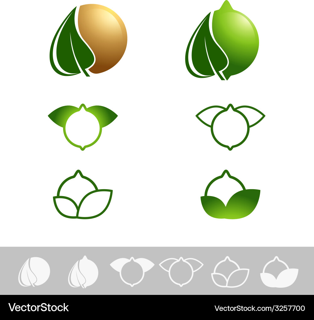 Macadamia nut Royalty Free Vector Image - VectorStock