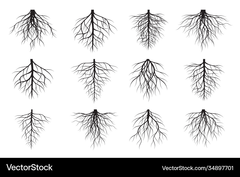 Black tree roots Royalty Free Vector Image - VectorStock
