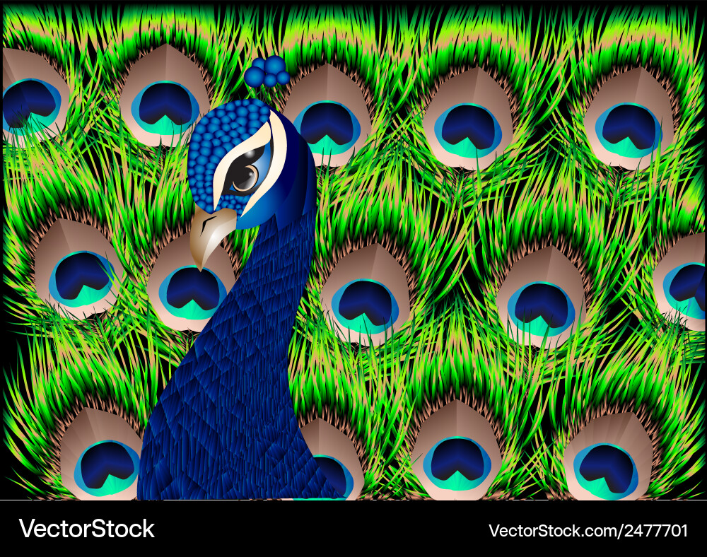 Peacock Royalty Free Vector Image - VectorStock