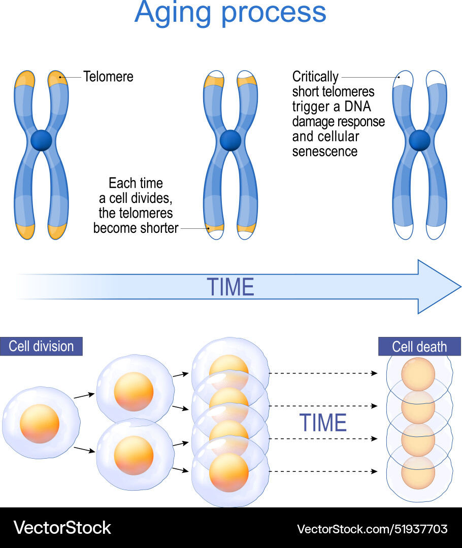 Aging process and telomeres Royalty Free Vector Image