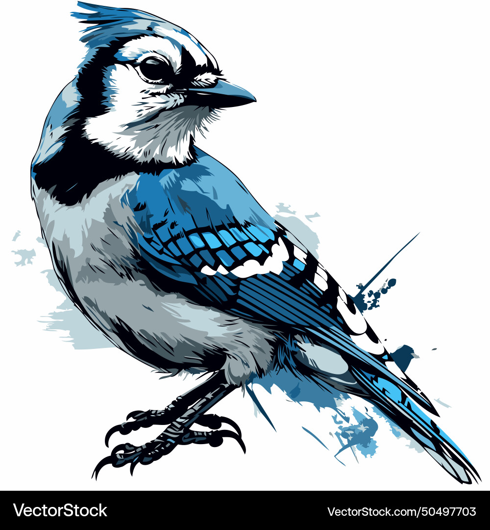 Blue Jay Feather Vector Images (over 320)