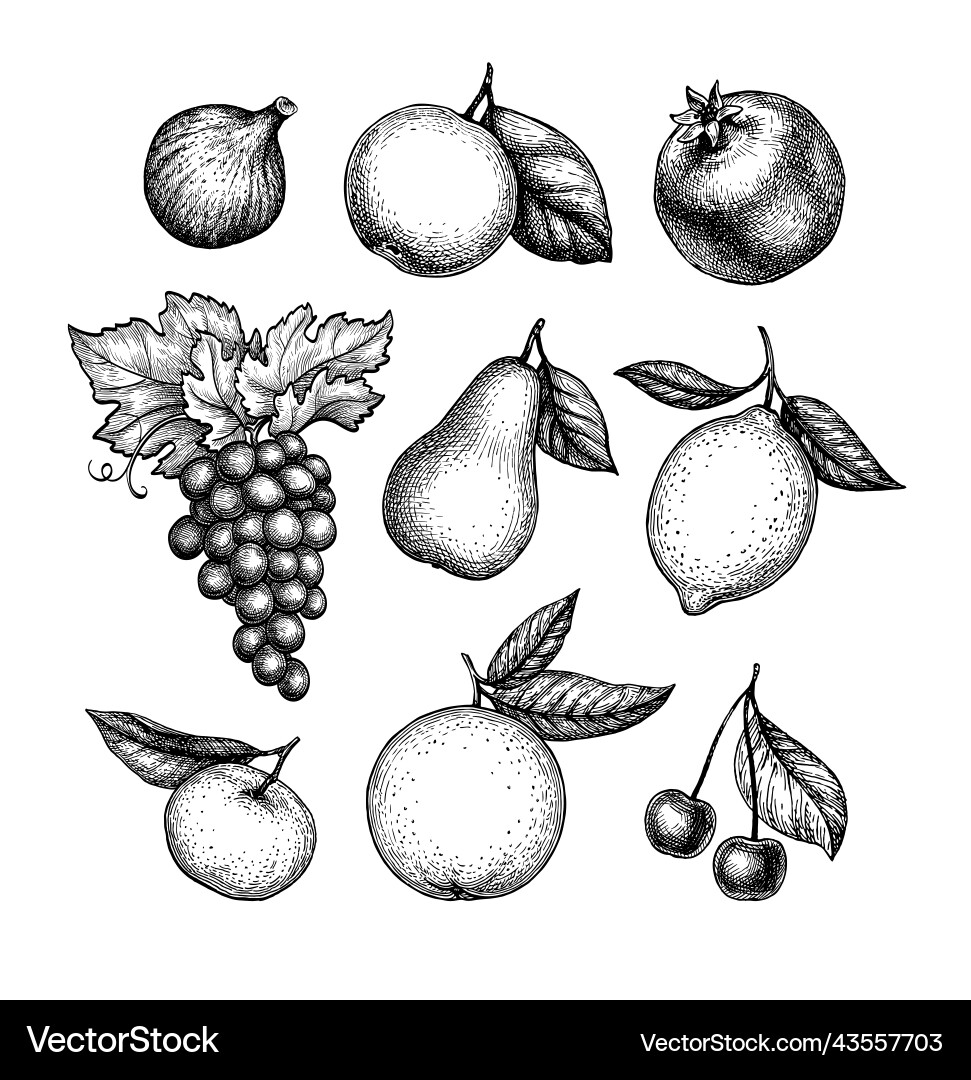 Fruits ink sketches Royalty Free Vector Image - VectorStock