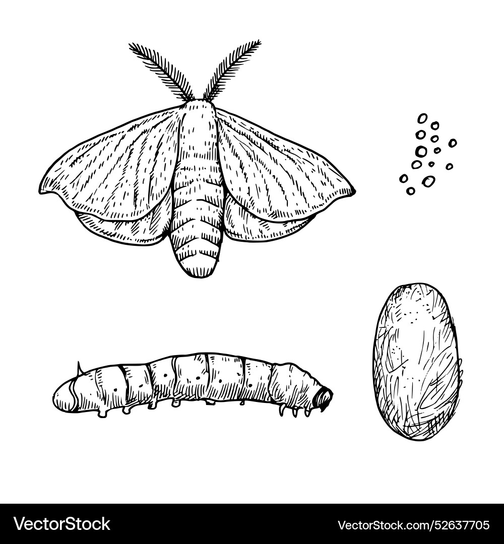 Silk moth metamorphosis and life stages silkworm Vector Image