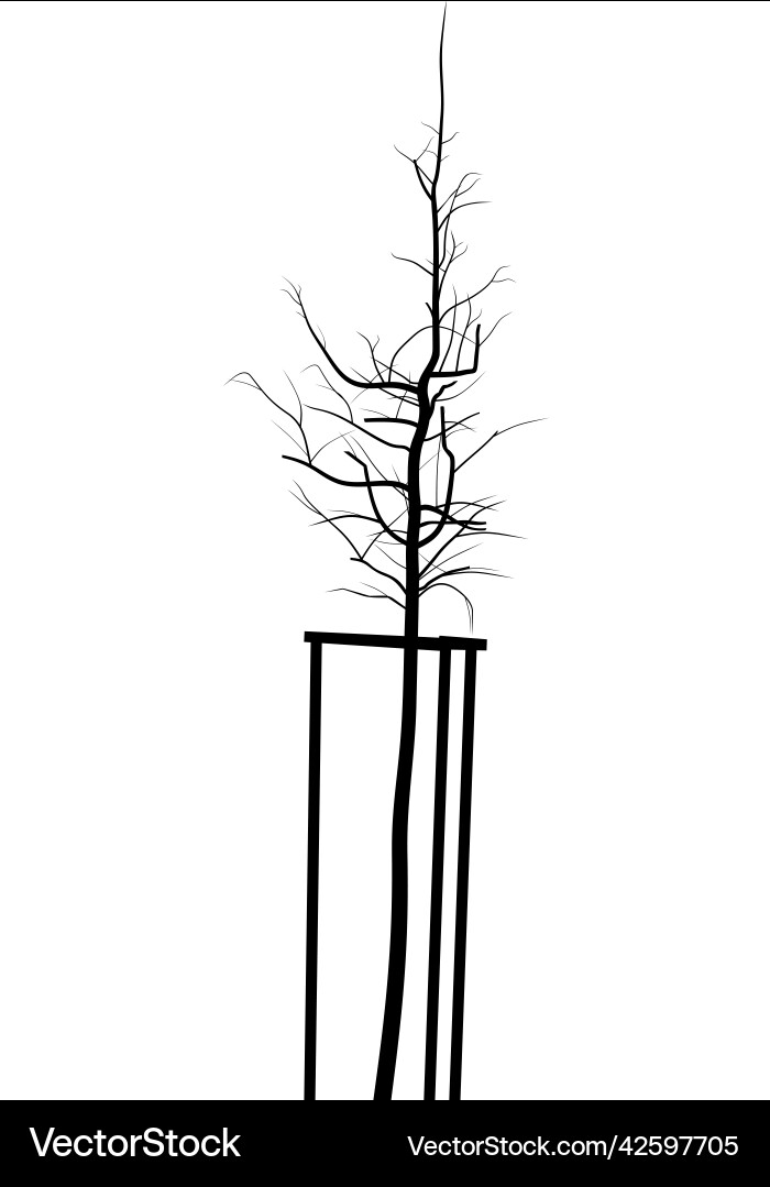 Young tree planted in spring Royalty Free Vector Image