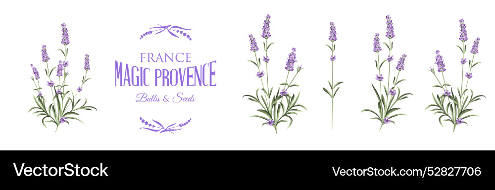 Set of lavender flowers elements collection Vector Image