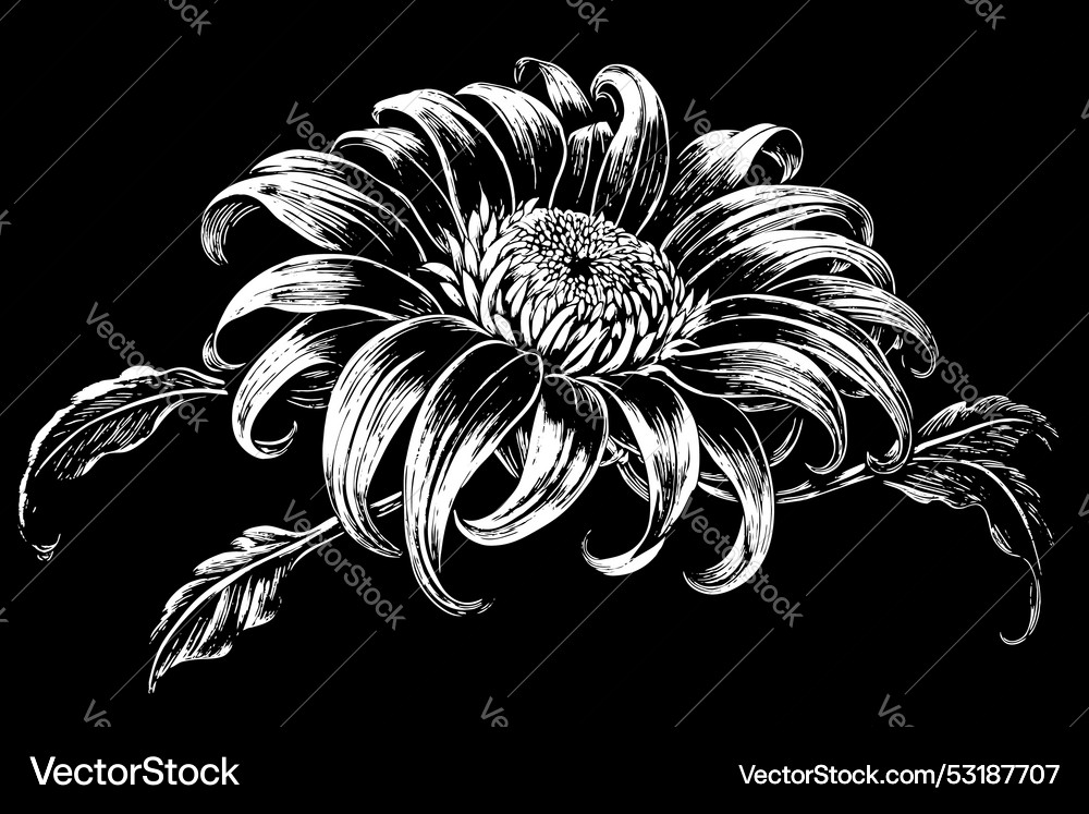 Detailed black and white Royalty Free Vector Image