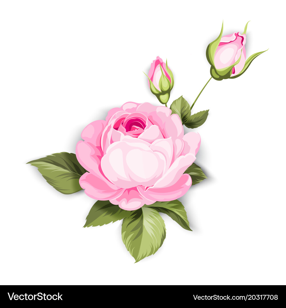 Pink Rose Flower Bouquet Royalty Free Vector Image