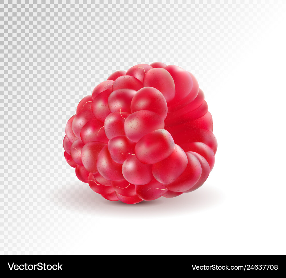 Ripe raspberries isolated on transparent Vector Image