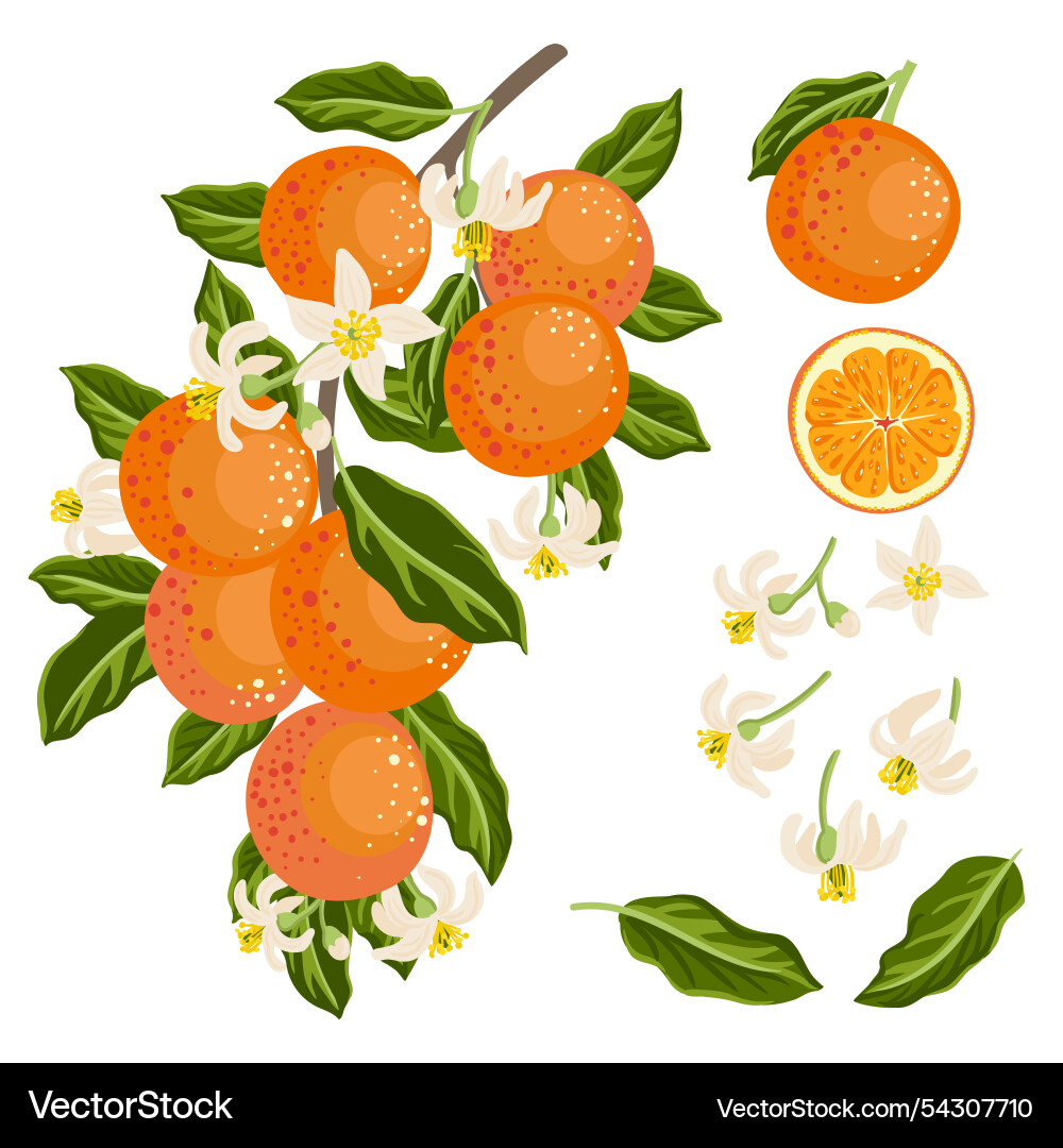Drawing orange tree branch Royalty Free Vector Image