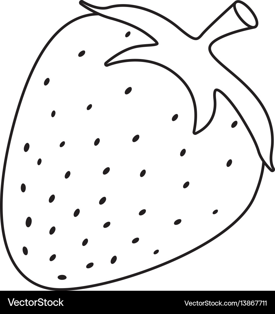 Line drawing fruit Royalty Free Vector Image - VectorStock