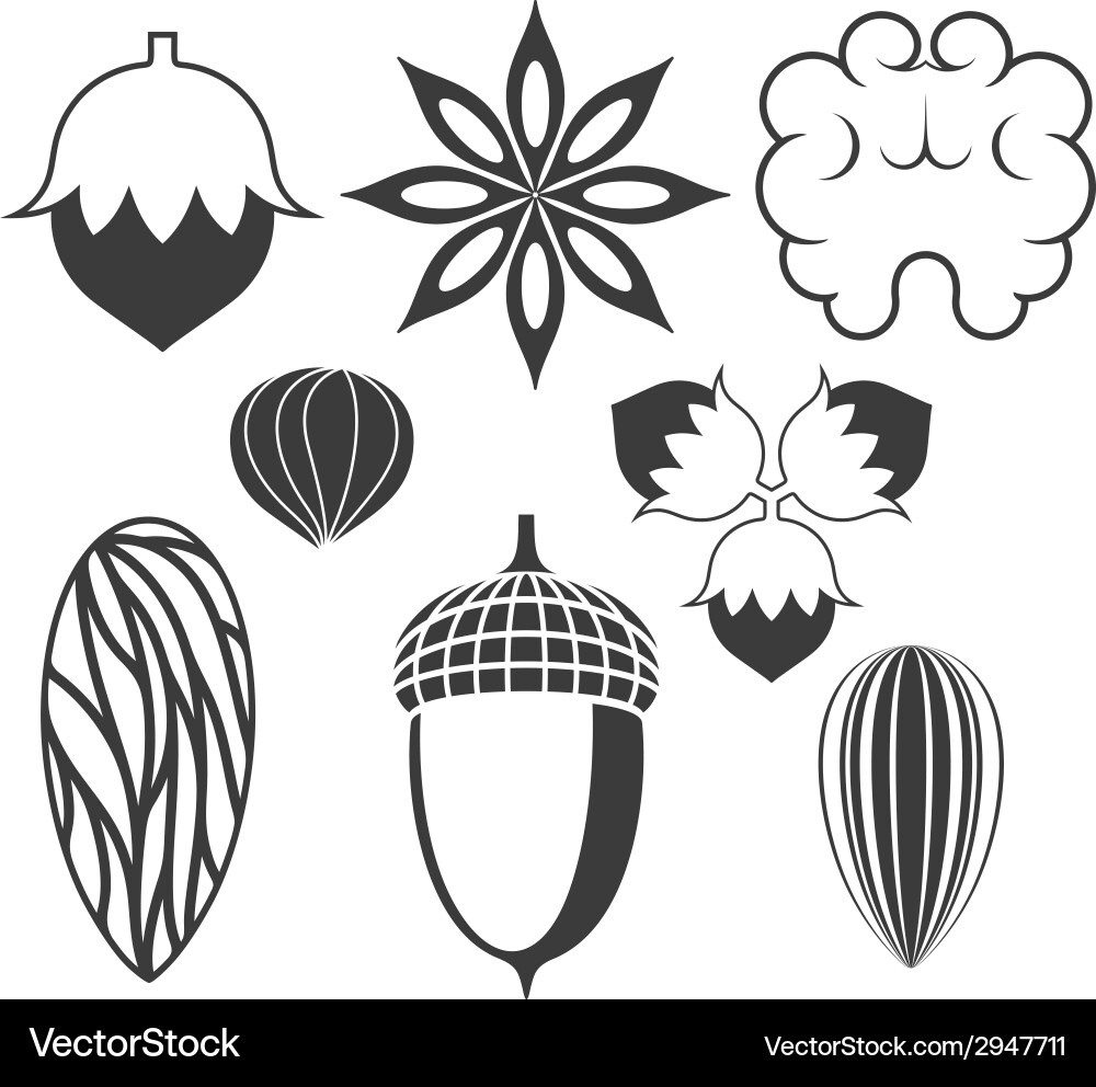 Nut Collection Royalty Free Vector Image - VectorStock