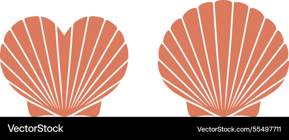 Scallop Royalty Free Vector Image - VectorStock
