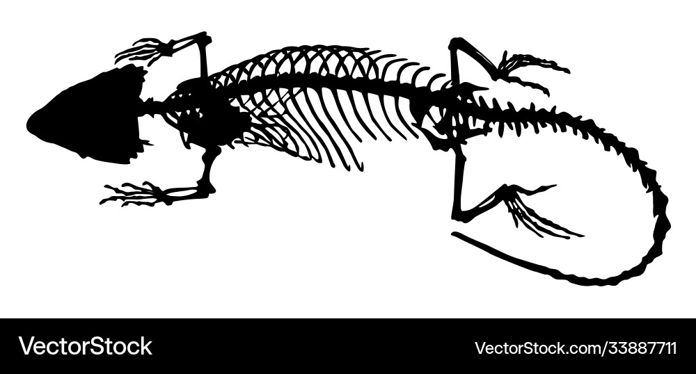 Silhouette a skeleton lizard Royalty Free Vector Image