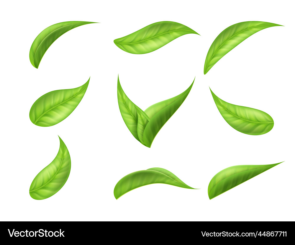Tea leaf green flying leaves set falling tree Vector Image