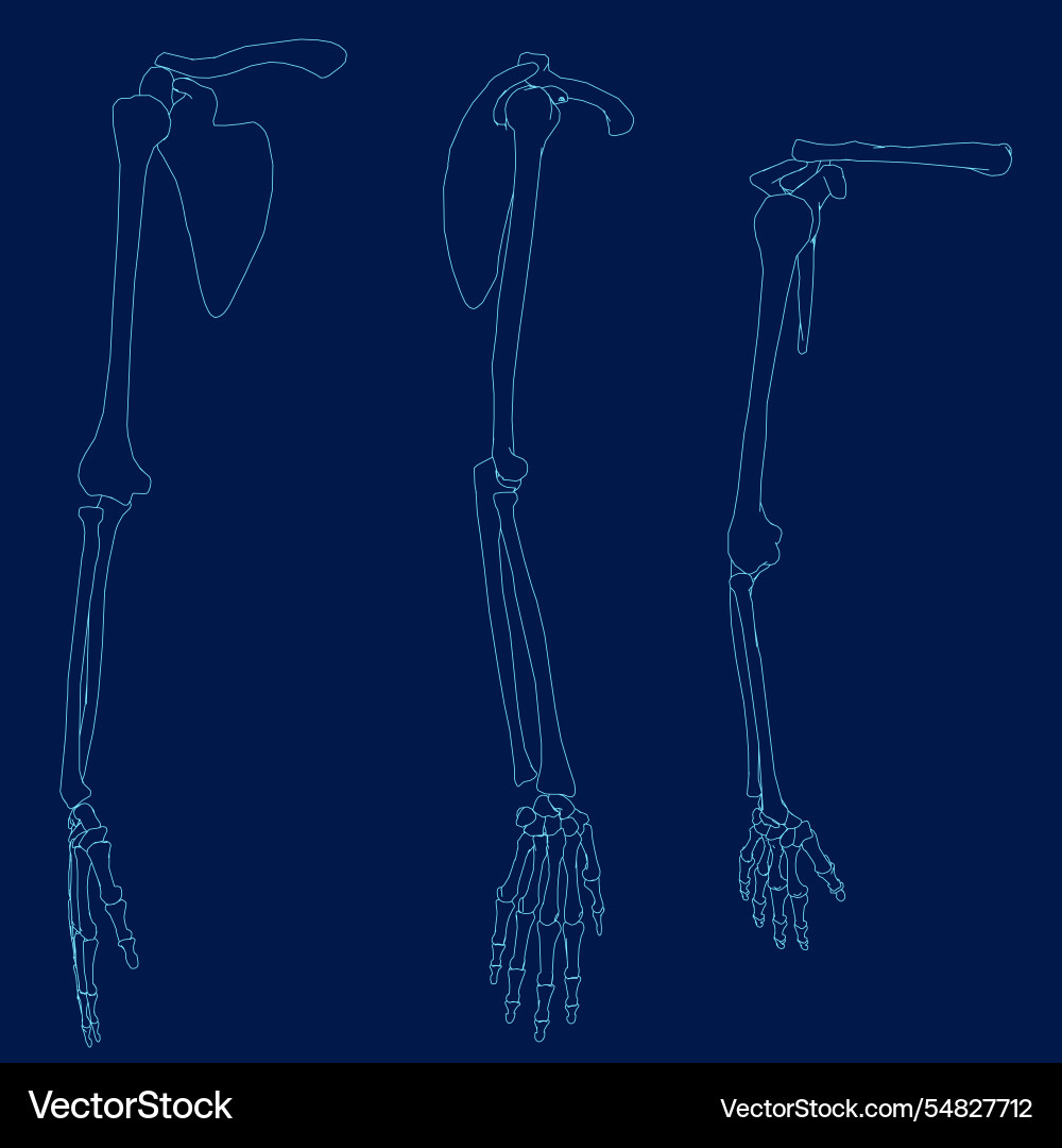 Detailed blue contour human skeleton bone hands Vector Image