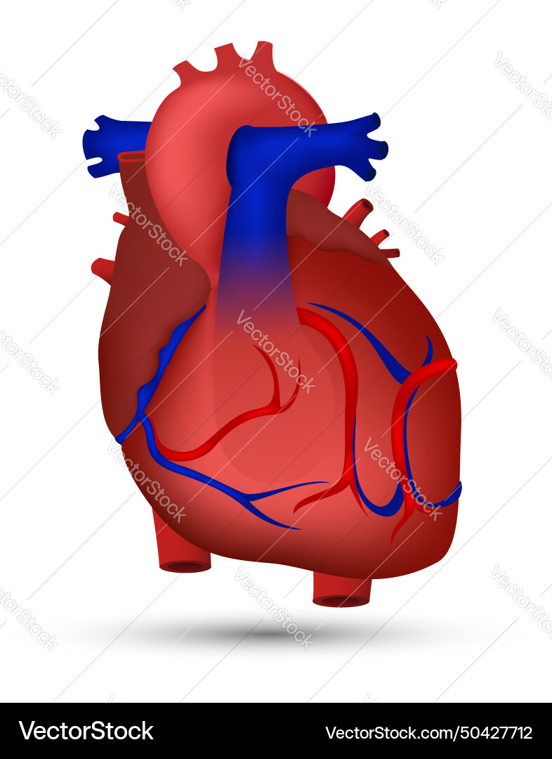 Heart of human Royalty Free Vector Image - VectorStock