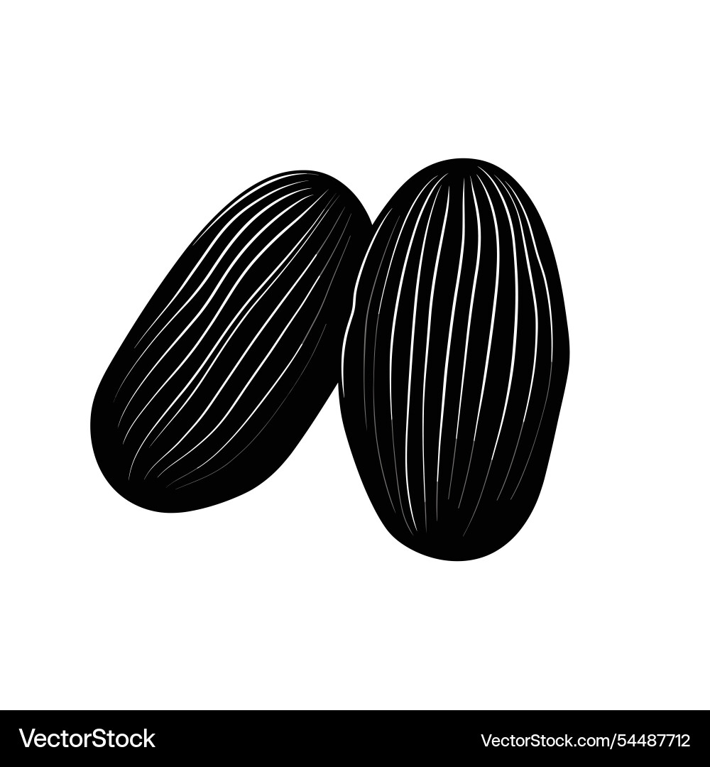 Two black and white seashells with detailed lines Vector Image