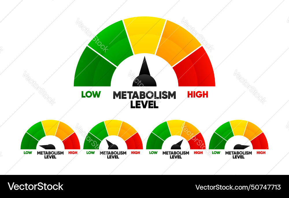 Metabolism level scale control health concept Vector Image