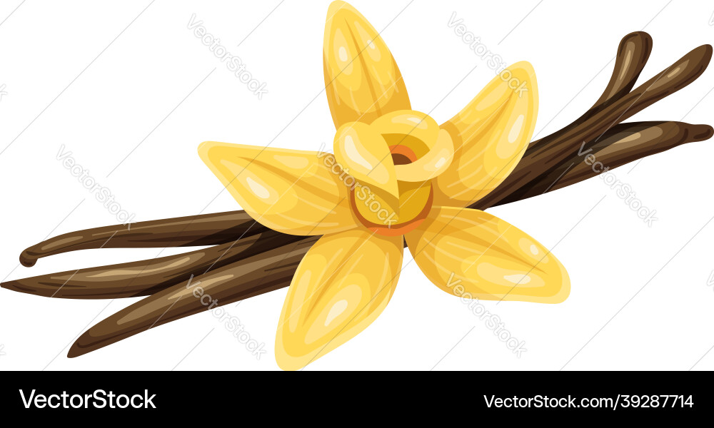 Vanilla Royalty Free Vector Image - VectorStock