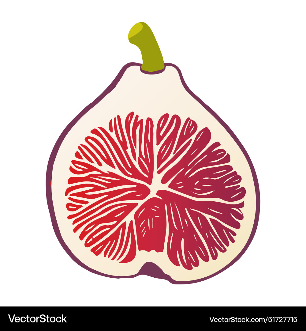 Cutaway fig icon fruit gradient sign bright Vector Image