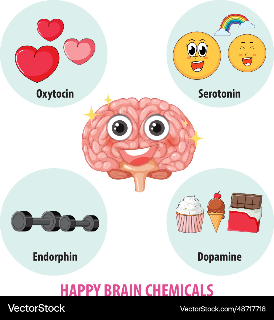 Healthy brain chemicals in human anatomy Vector Image
