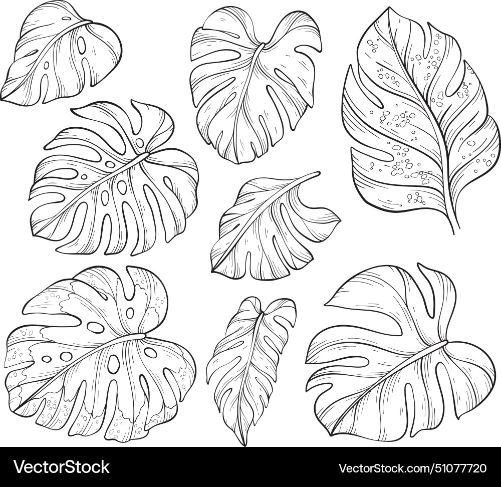 Outline leaf monstera set Royalty Free Vector Image