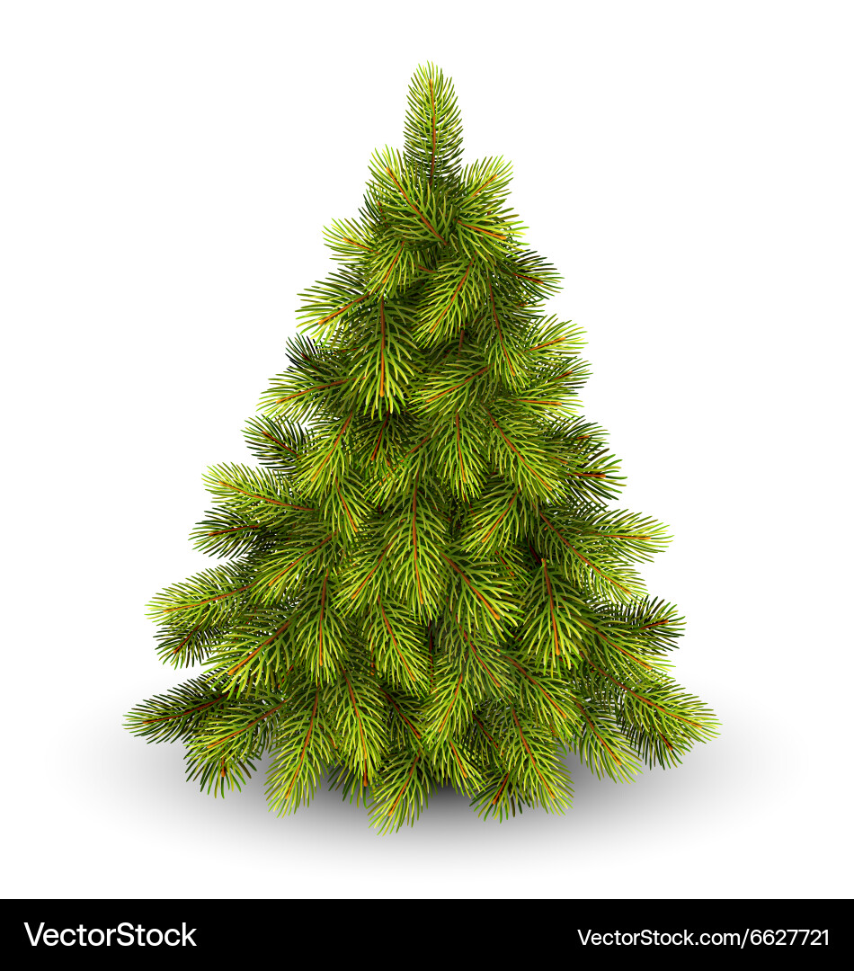 Christmas tree pine isolated on white Royalty Free Vector