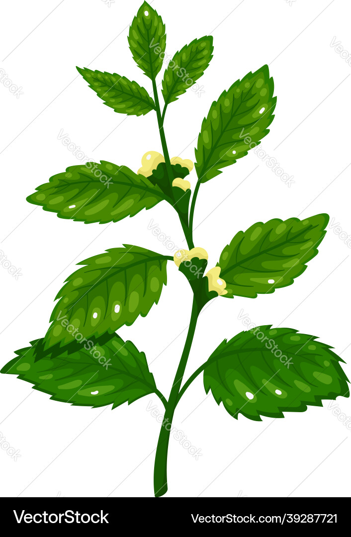 Lemon Balm Leaf Royalty Free Vector Image - VectorStock