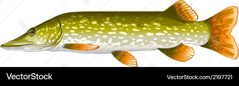 Pike Royalty Free Vector Image - VectorStock