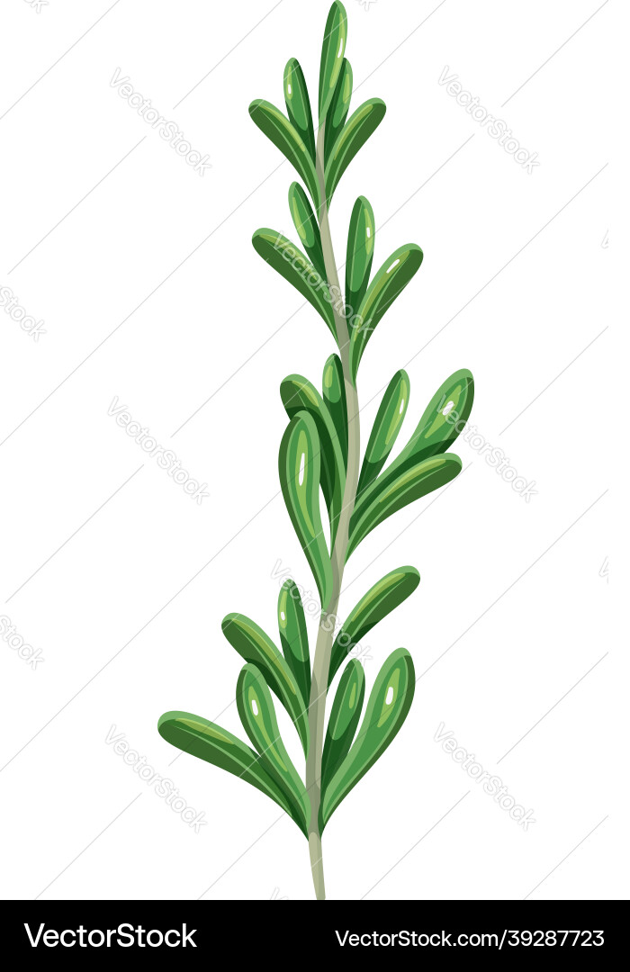 Rosemary Royalty Free Vector Image - VectorStock