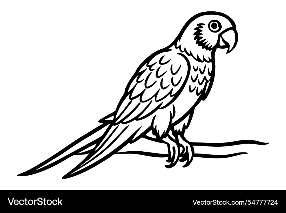 Parrot on white background Royalty Free Vector Image