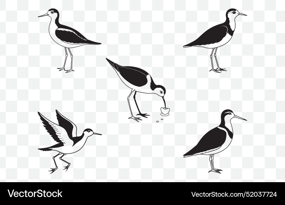 Print comprehensive sandpiper line art set Vector Image