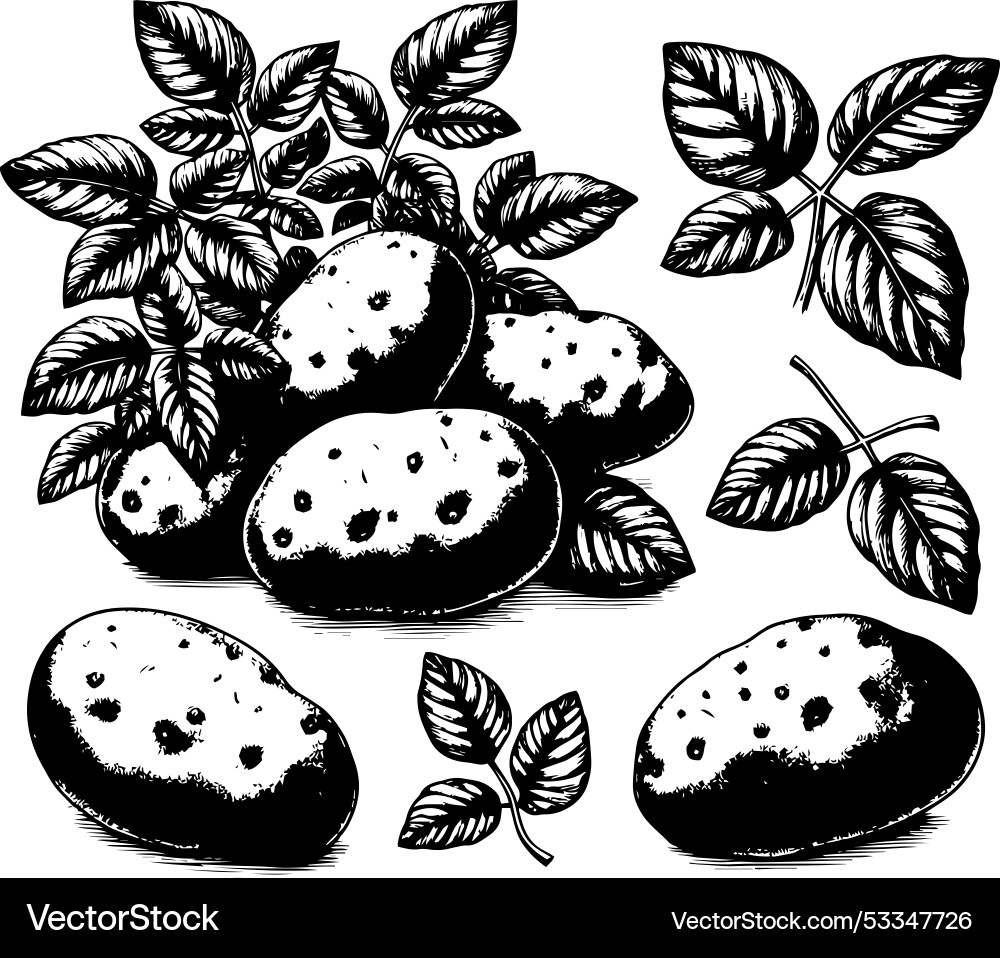 Black and white of potatoes Royalty Free Vector Image
