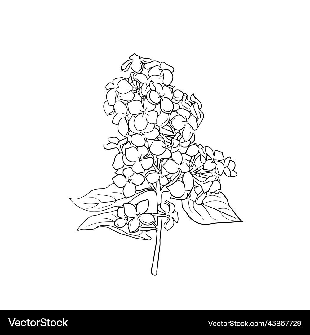 Drawing branch of lilac Royalty Free Vector Image