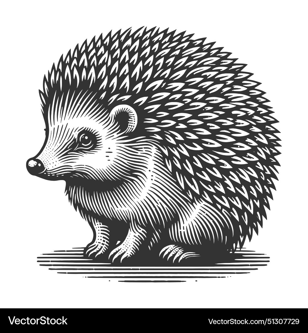 Hedgehog engraving sketch Royalty Free Vector Image