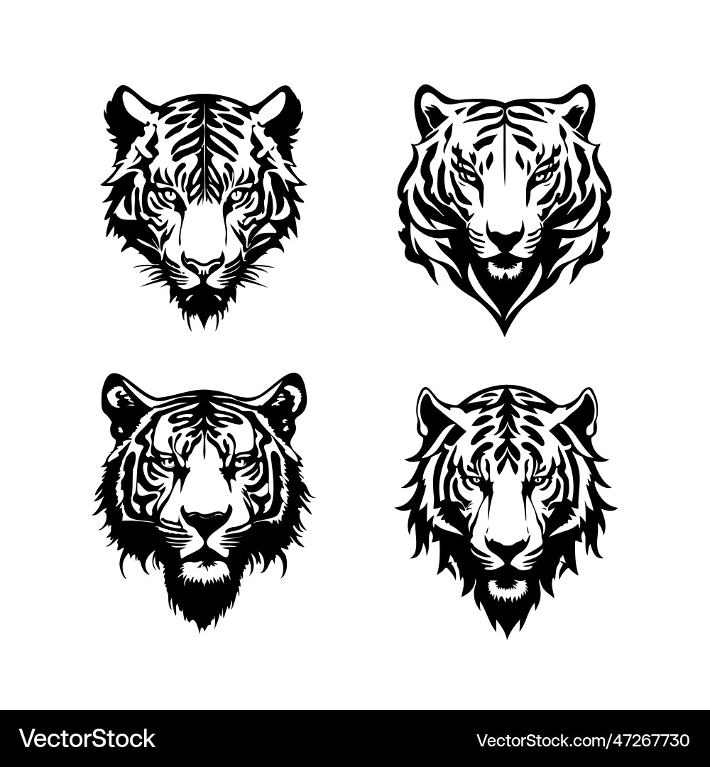 Tiger line drawing Royalty Free Vector Image - VectorStock