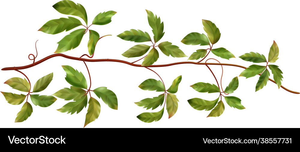 Realistic grape vine Royalty Free Vector Image