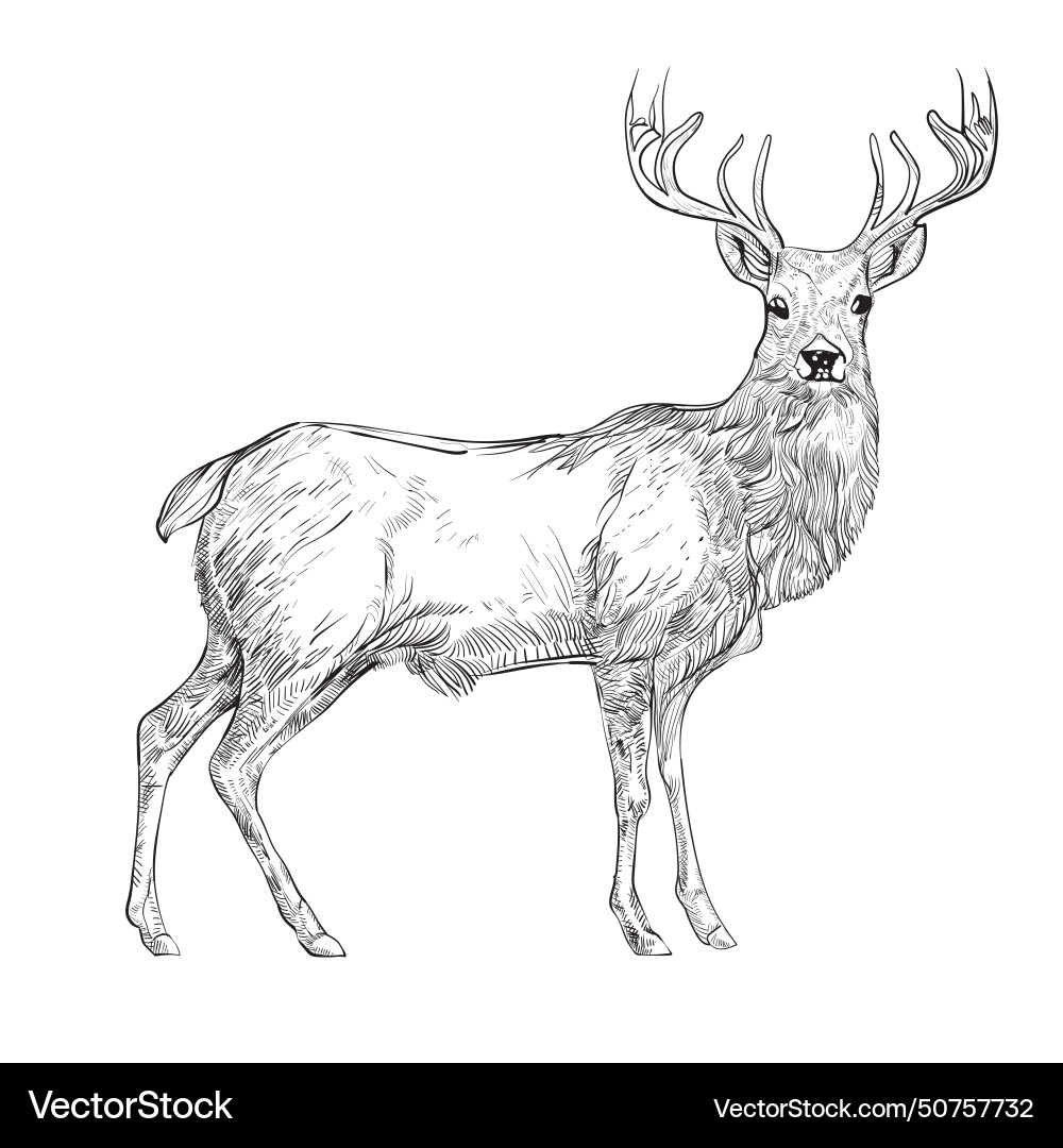 Deer drawing Royalty Free Vector Image - VectorStock