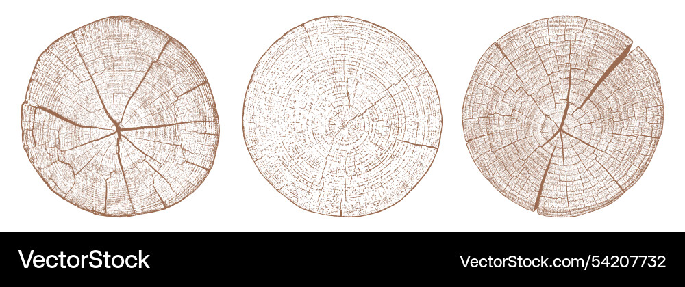 Tree wood texture Royalty Free Vector Image - VectorStock