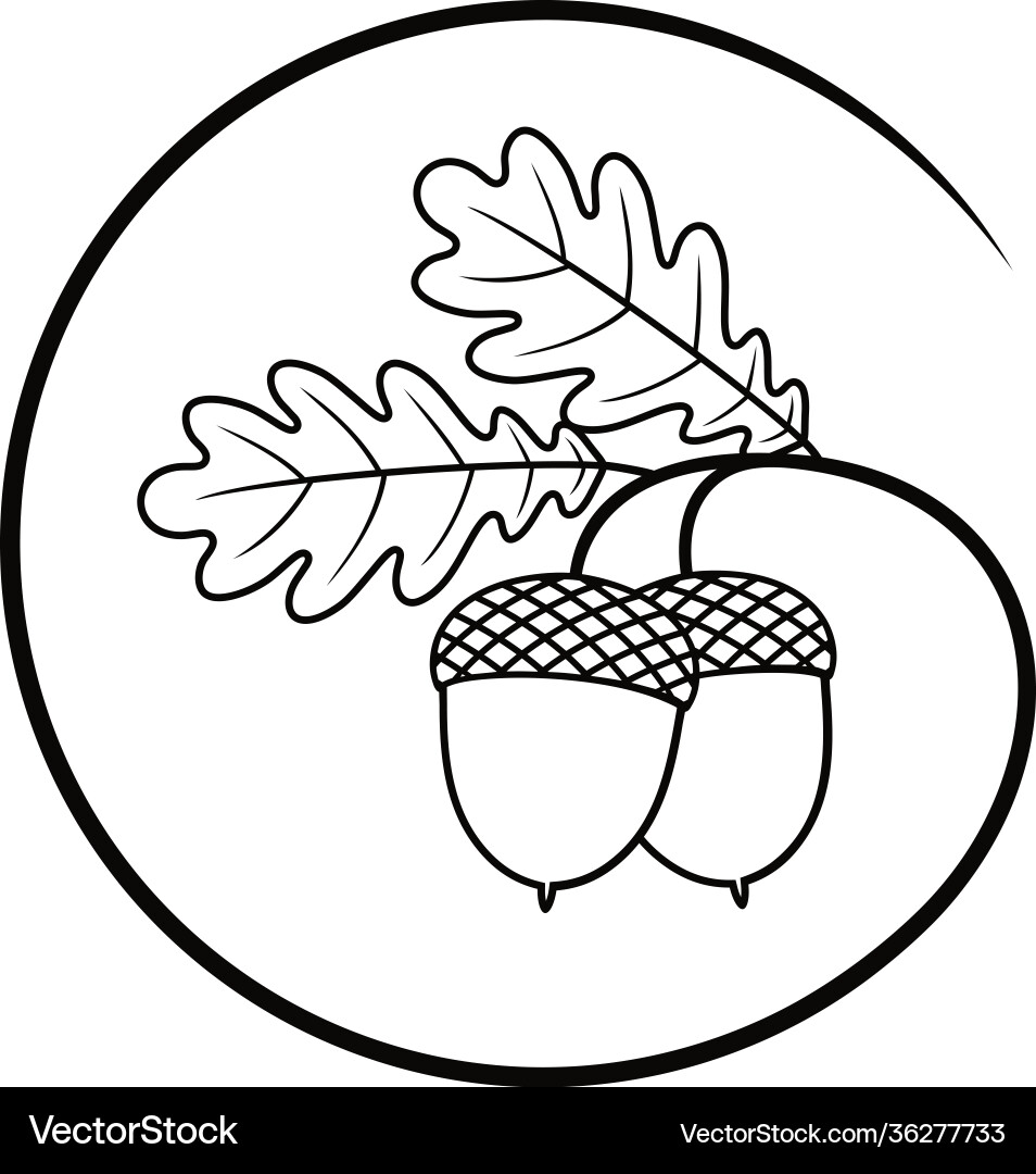 Acorn Royalty Free Vector Image - VectorStock