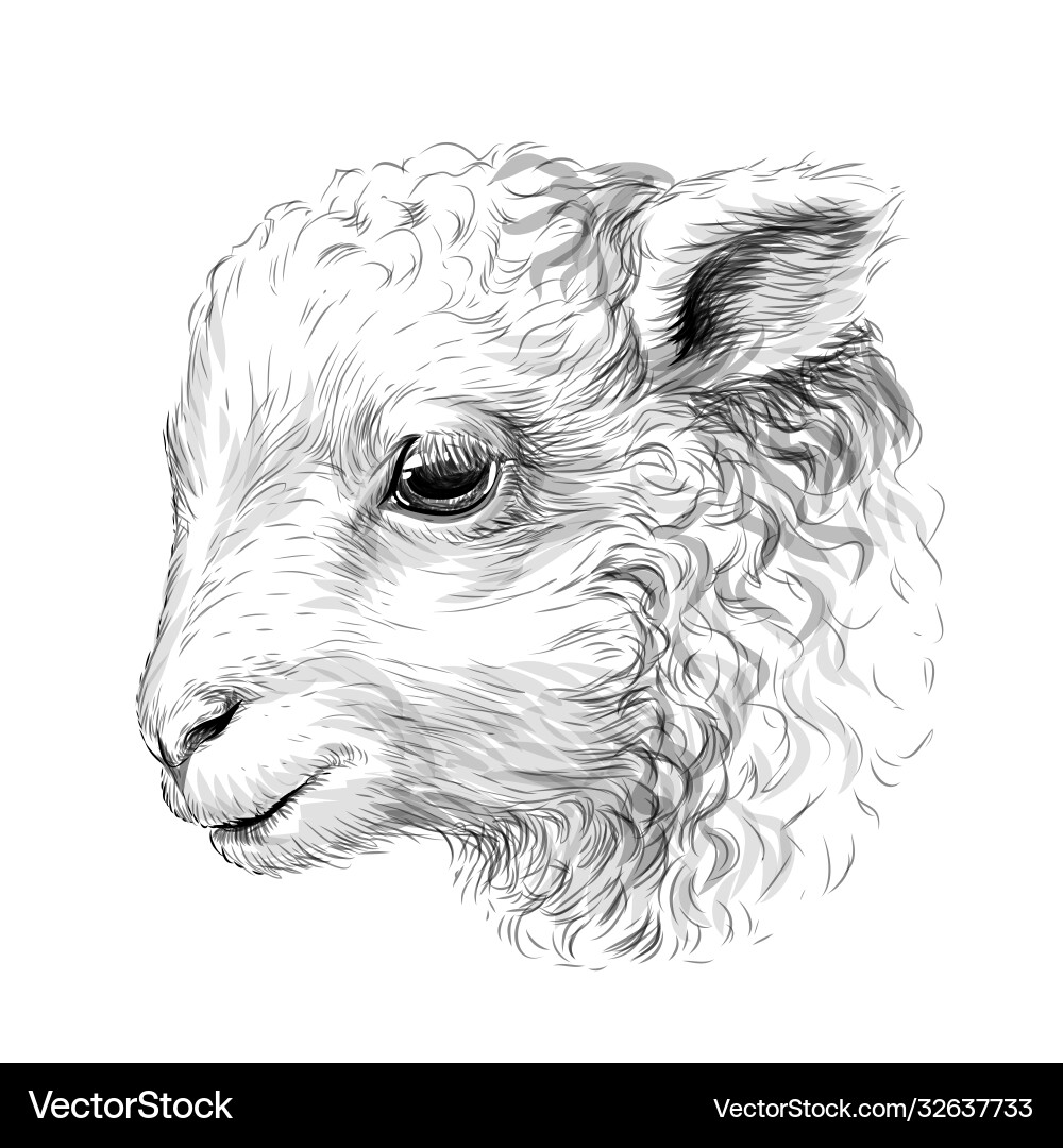 Realistic Lamb Drawing