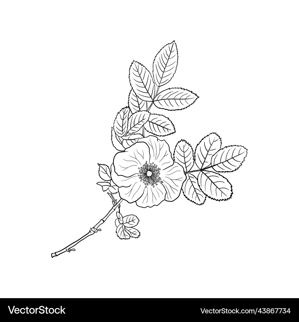 Drawing branch of brier Royalty Free Vector Image