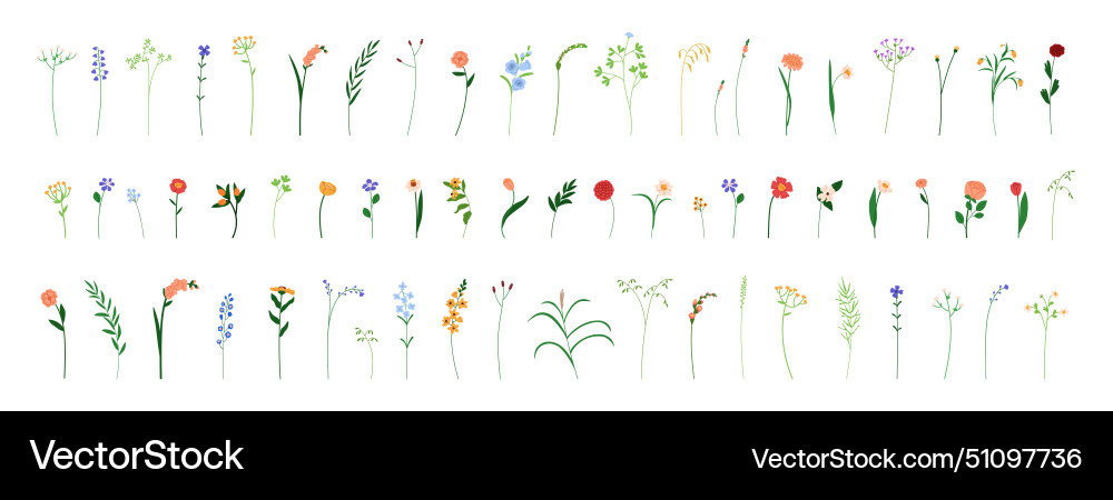 Fragile flowers botanical set tiny simple Vector Image