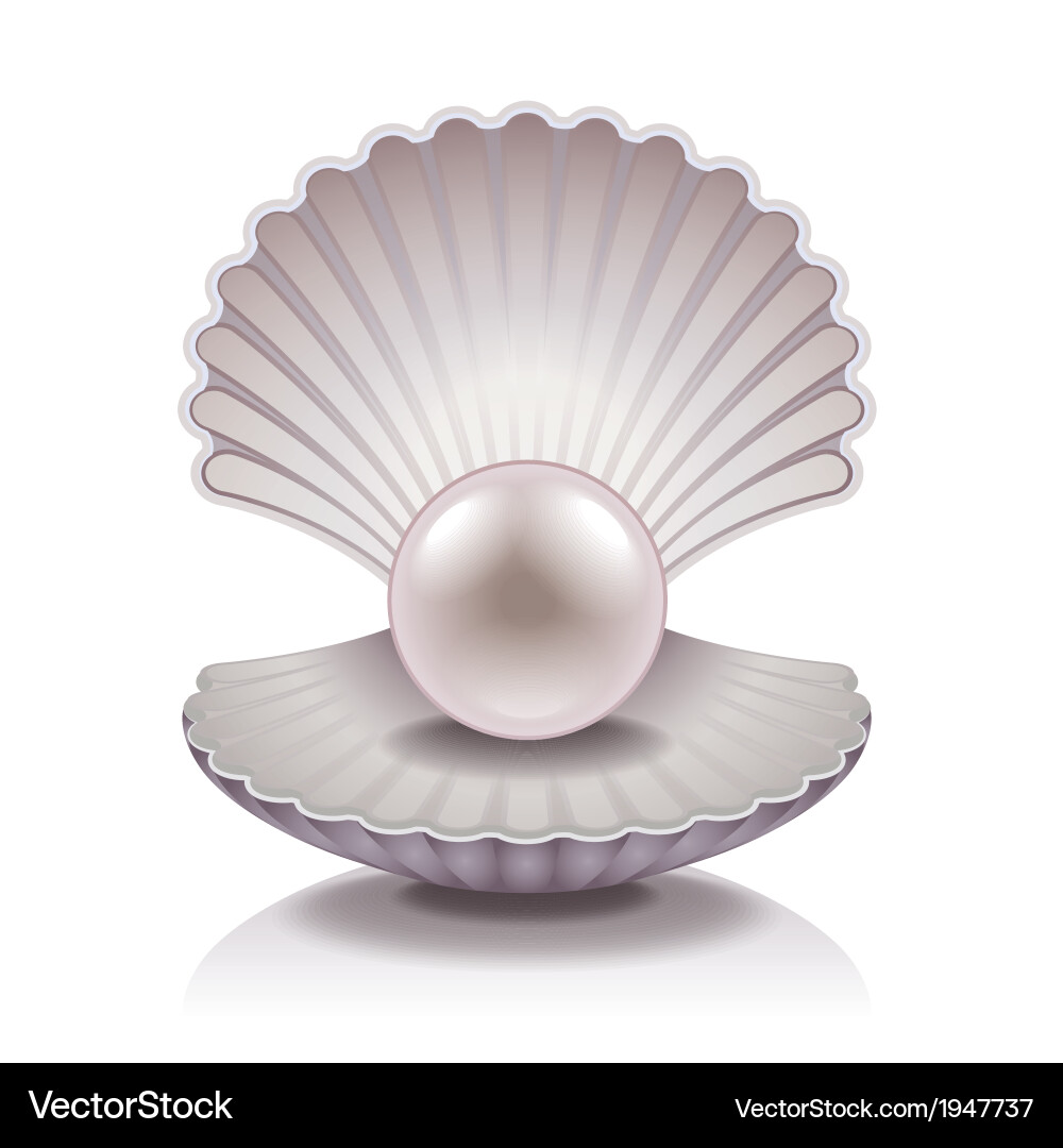 Object shell Royalty Free Vector Image - VectorStock