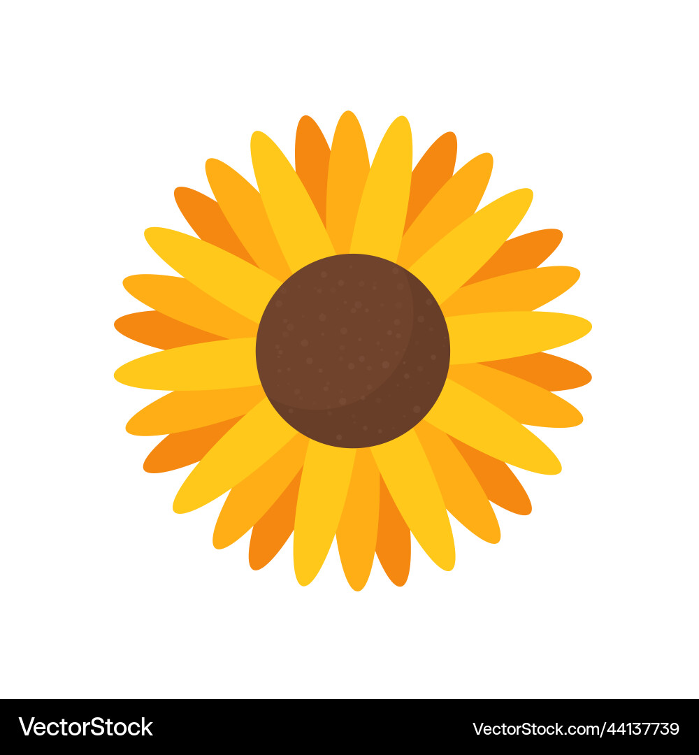 A yellow sunflower in full bloom isolated Vector Image