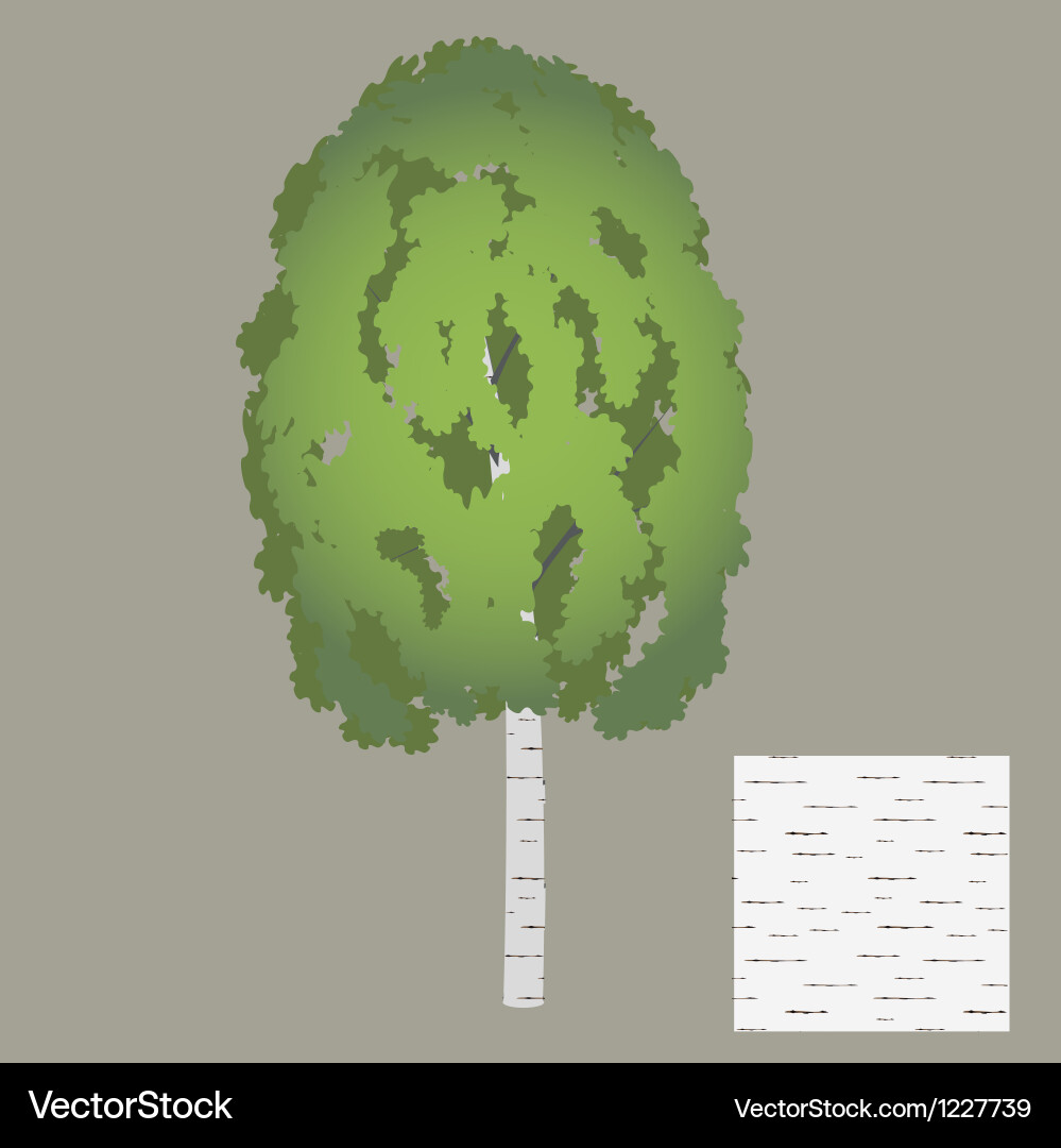 Birch Royalty Free Vector Image - VectorStock